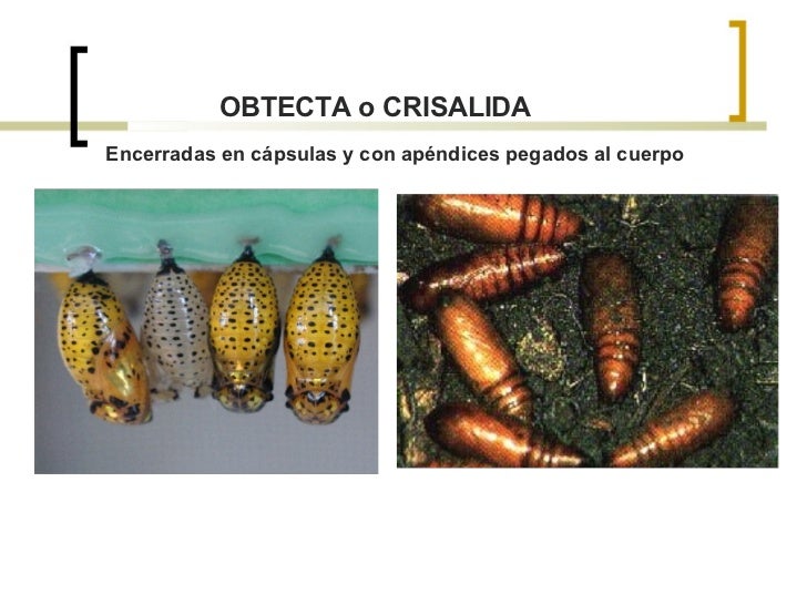 HUEVO LARVA Y PUPA CLASE PRACTICA