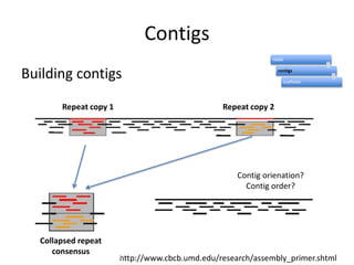 How to sequence a large eukaryotic genome | PPT