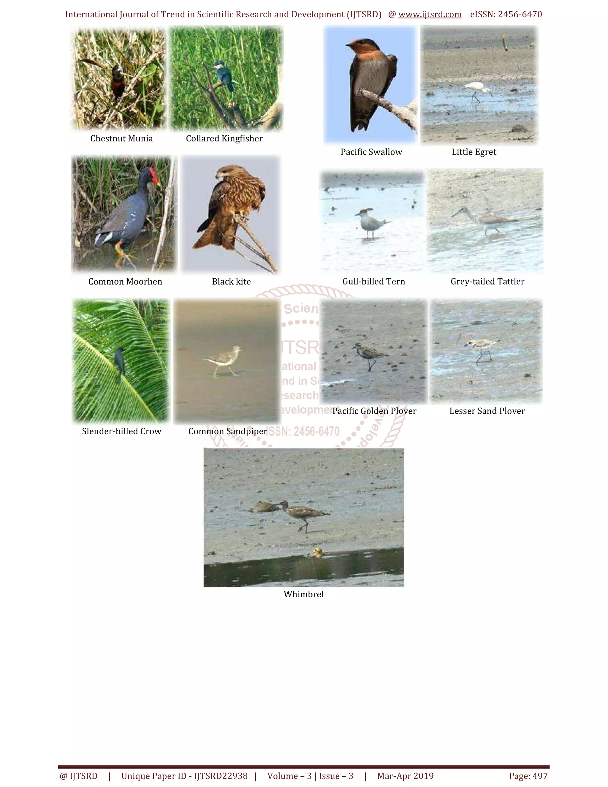 Birds of Pambujan, Northern Samar, Philippines | PDF