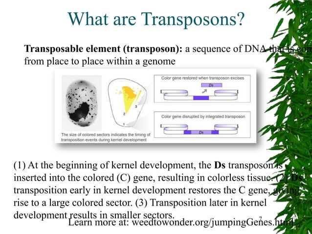 transposons complete ppt | PPTX | Genetics | Science