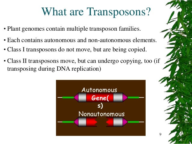 transposons complete ppt