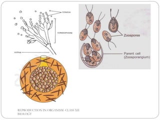 reproduction in organisms for class 12 in biology | PPT