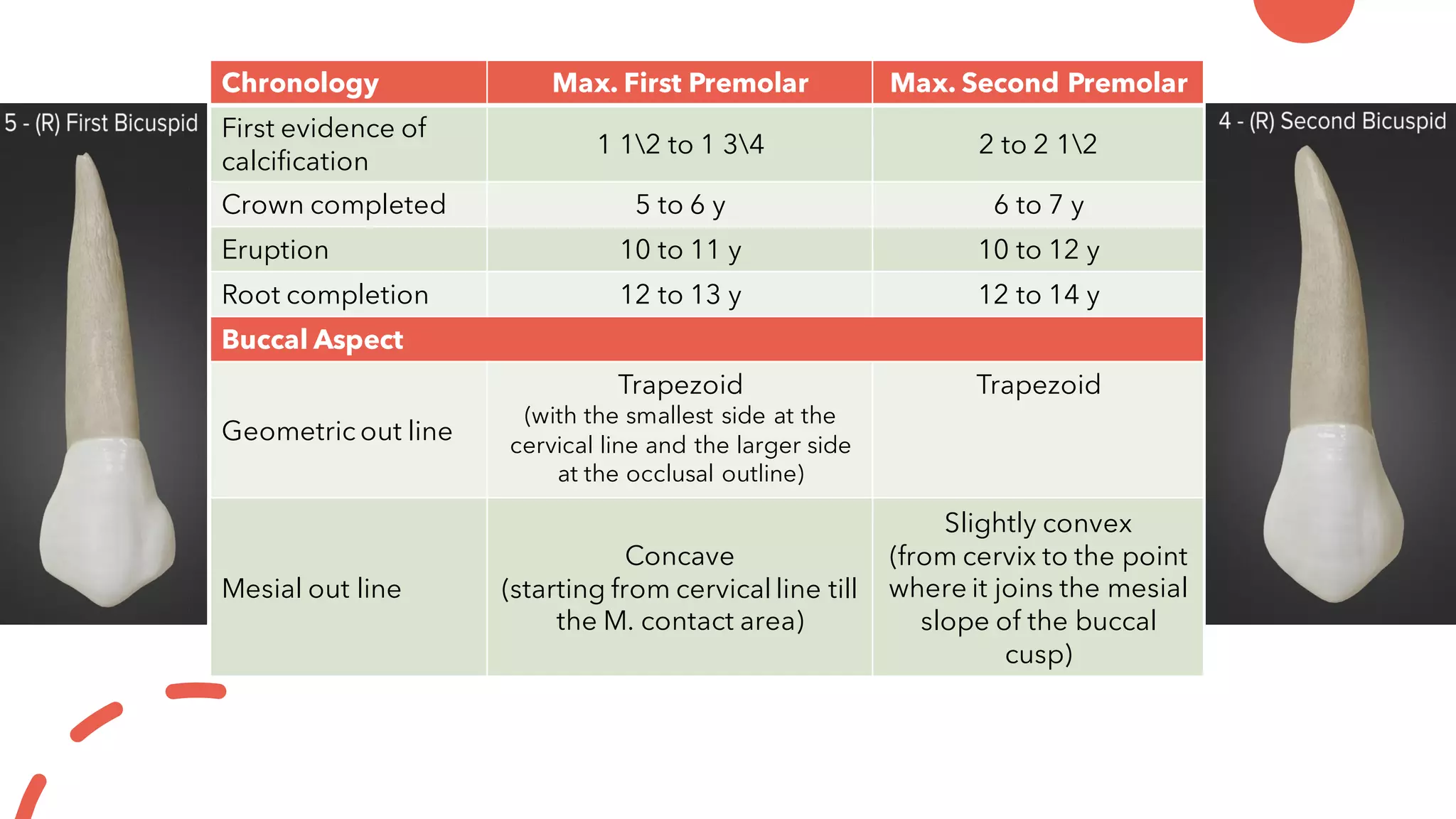 Comparison premolars.pdf