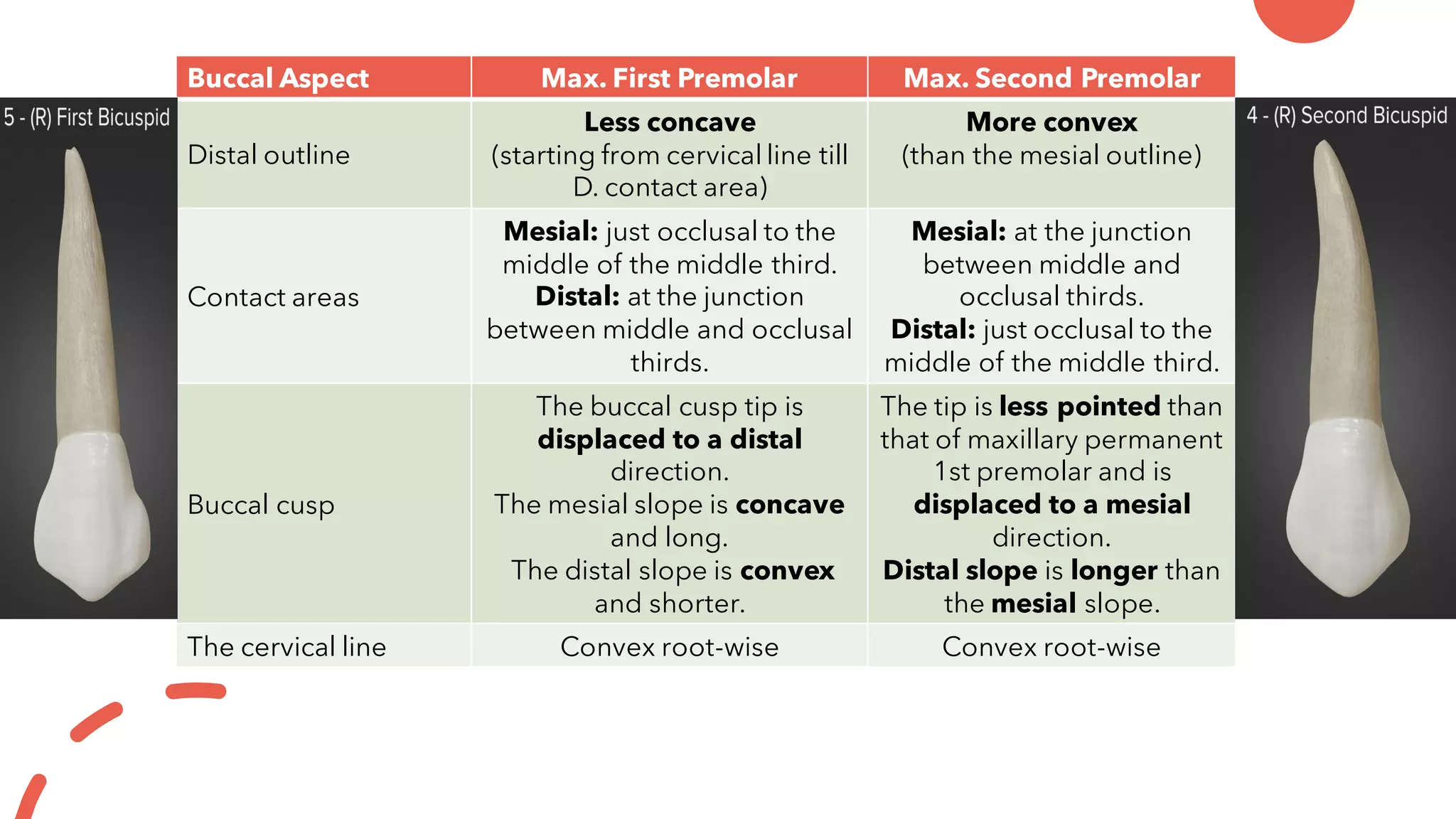 Comparison premolars.pdf