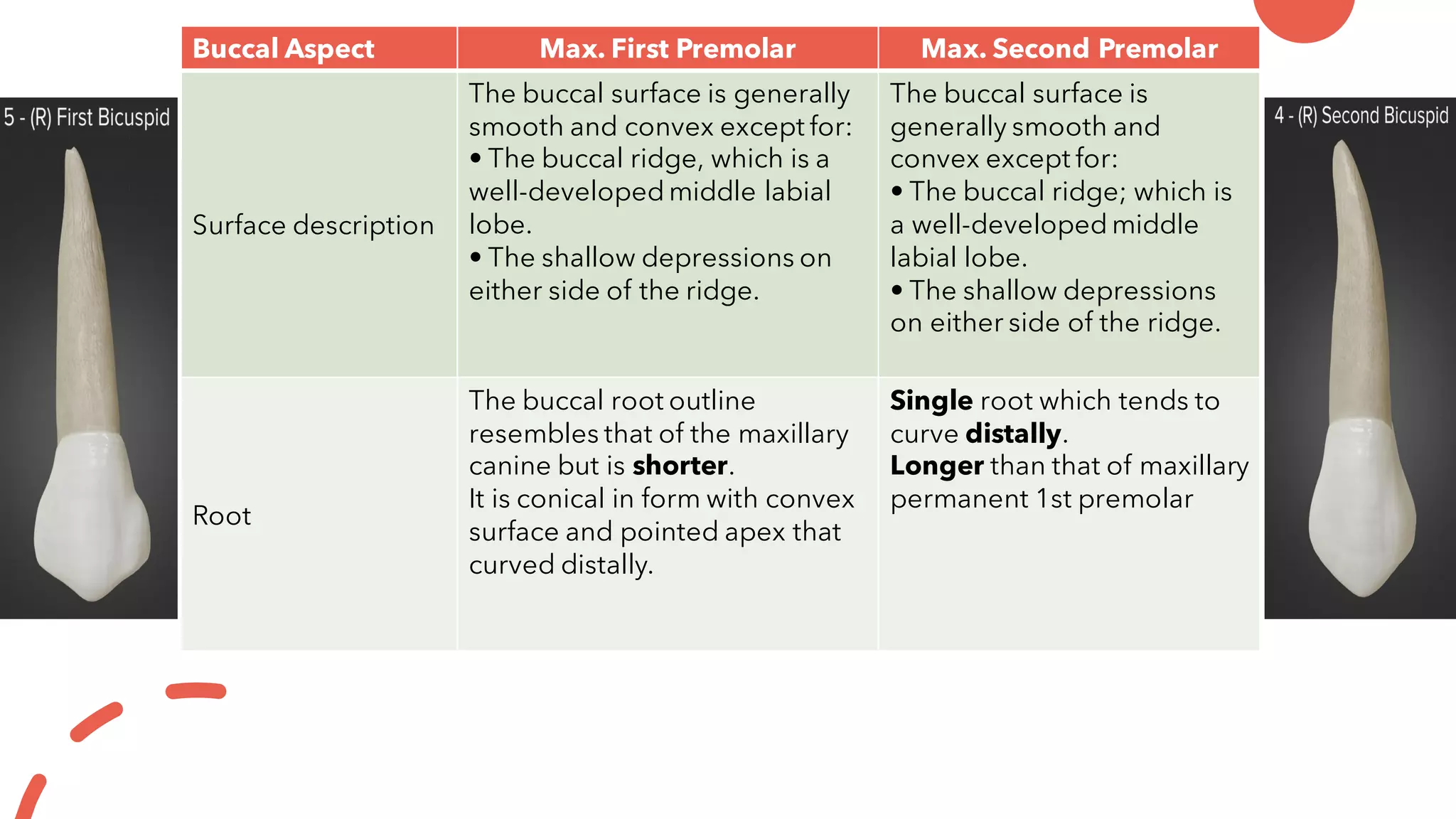 Comparison premolars.pdf