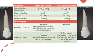 Comparison premolars.pdf