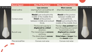 Comparison premolars.pdf