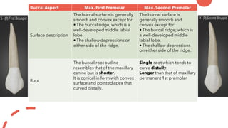 Comparison premolars.pdf