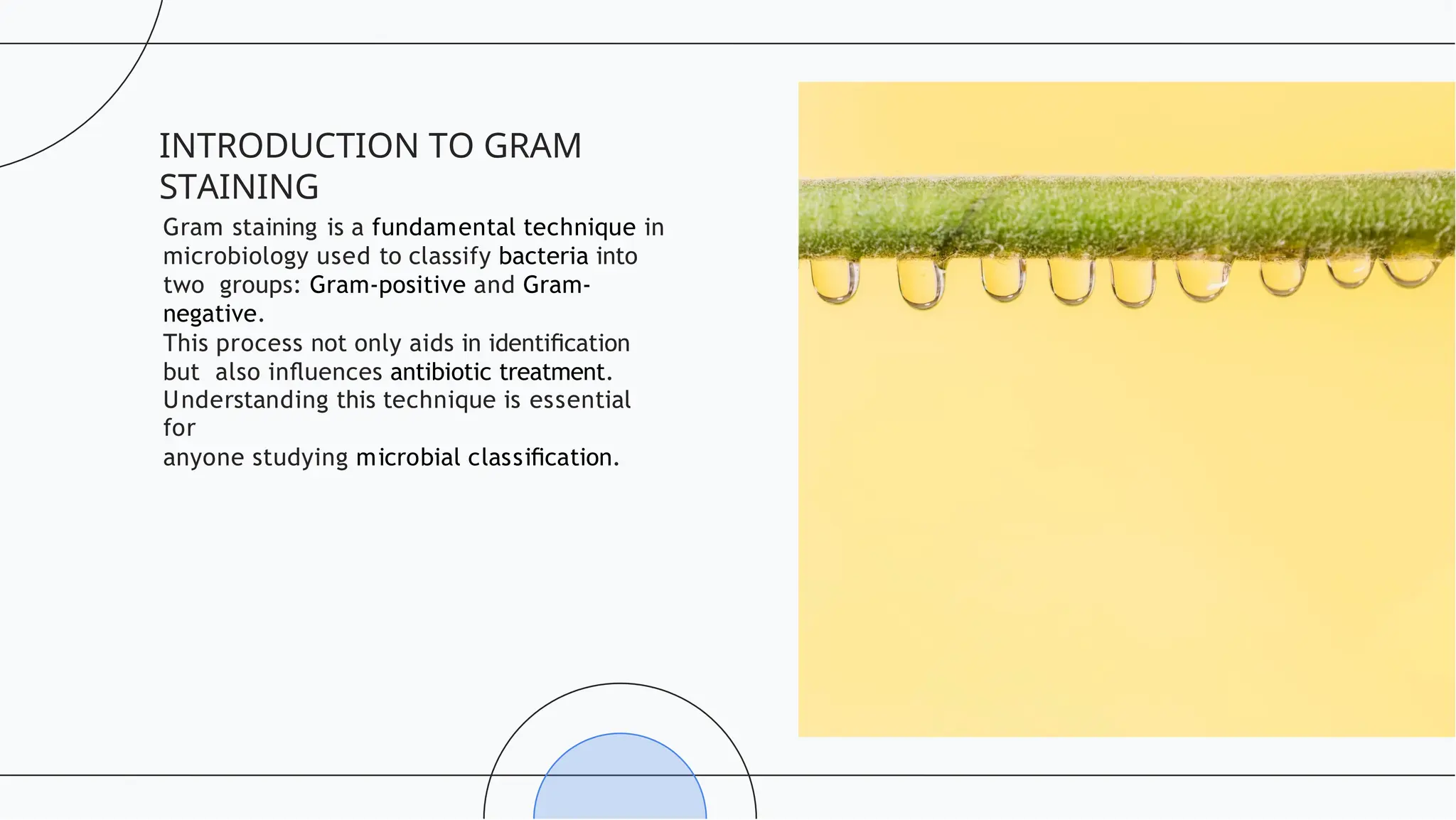 111.gram staining pharmaceutical engineering | PPT