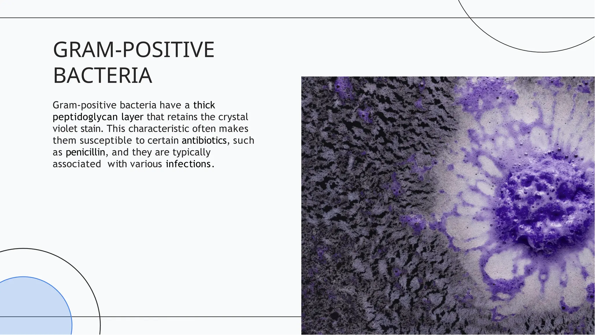 111.gram staining pharmaceutical engineering | PPT