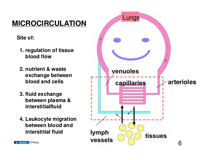 11.10.08(b): Microcirculation