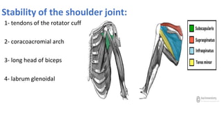 acromioclavicular joint , shoulder joint , sternoclavicular joint | PDF