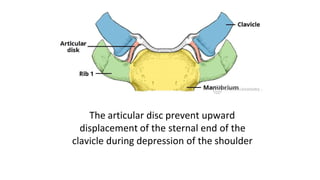 acromioclavicular joint , shoulder joint , sternoclavicular joint | PDF