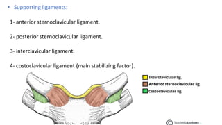 acromioclavicular joint , shoulder joint , sternoclavicular joint | PDF