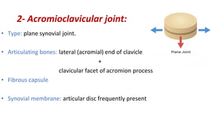 acromioclavicular joint , shoulder joint , sternoclavicular joint | PPT