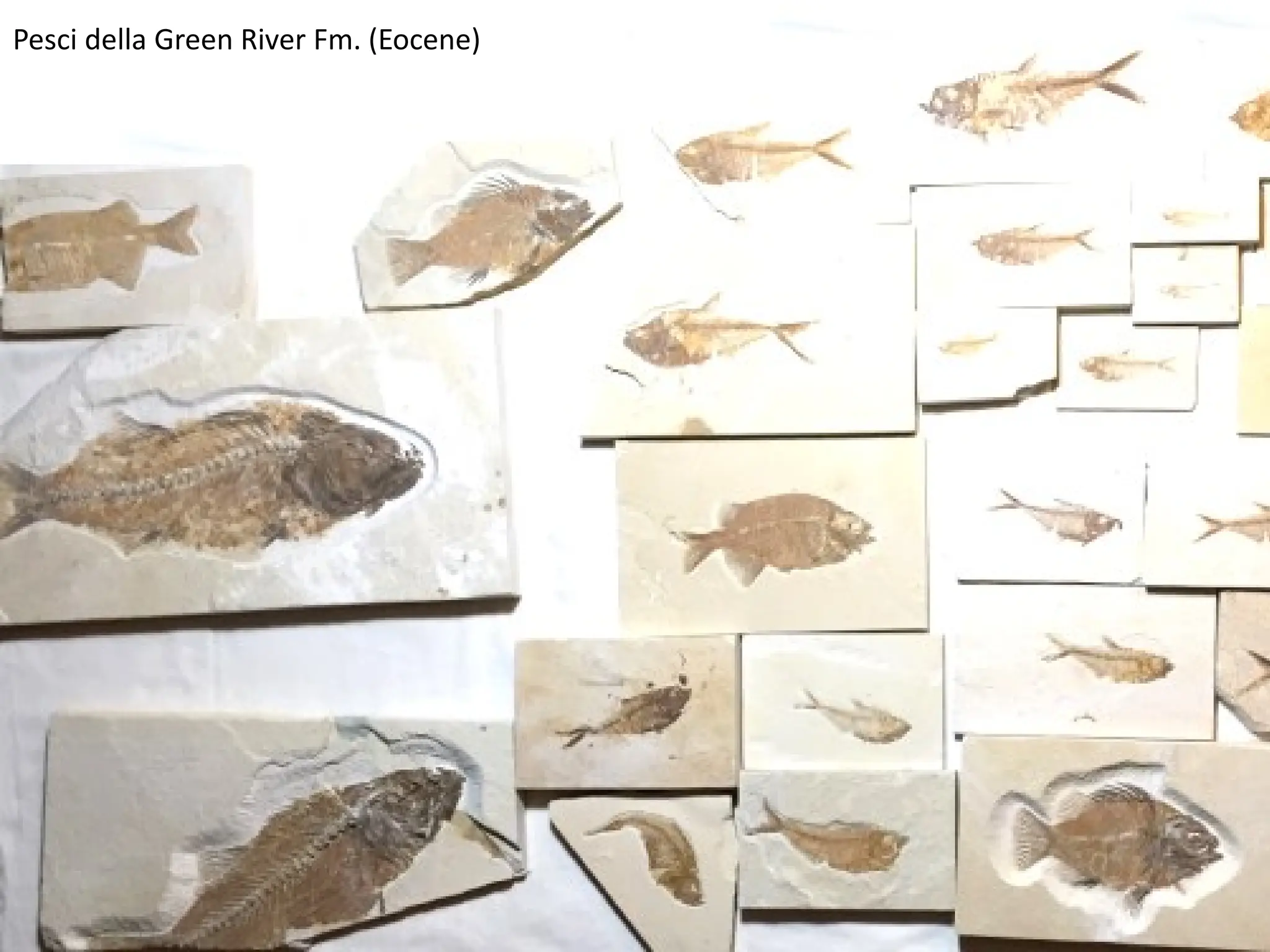 Paleogene, Neogene e Quaternario: il regno dei mammiferi | PPT