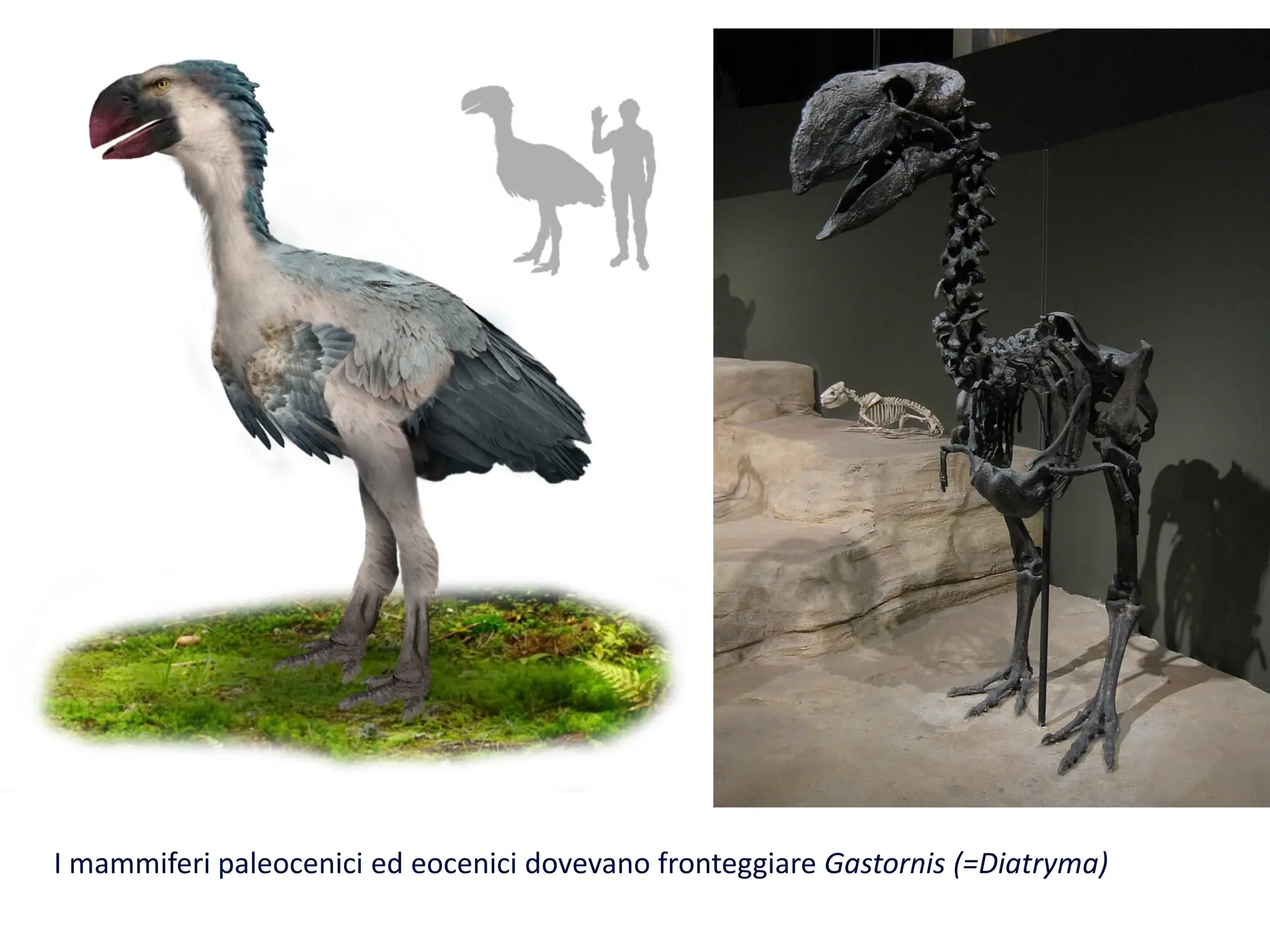 Paleogene, Neogene e Quaternario: il regno dei mammiferi | PPT