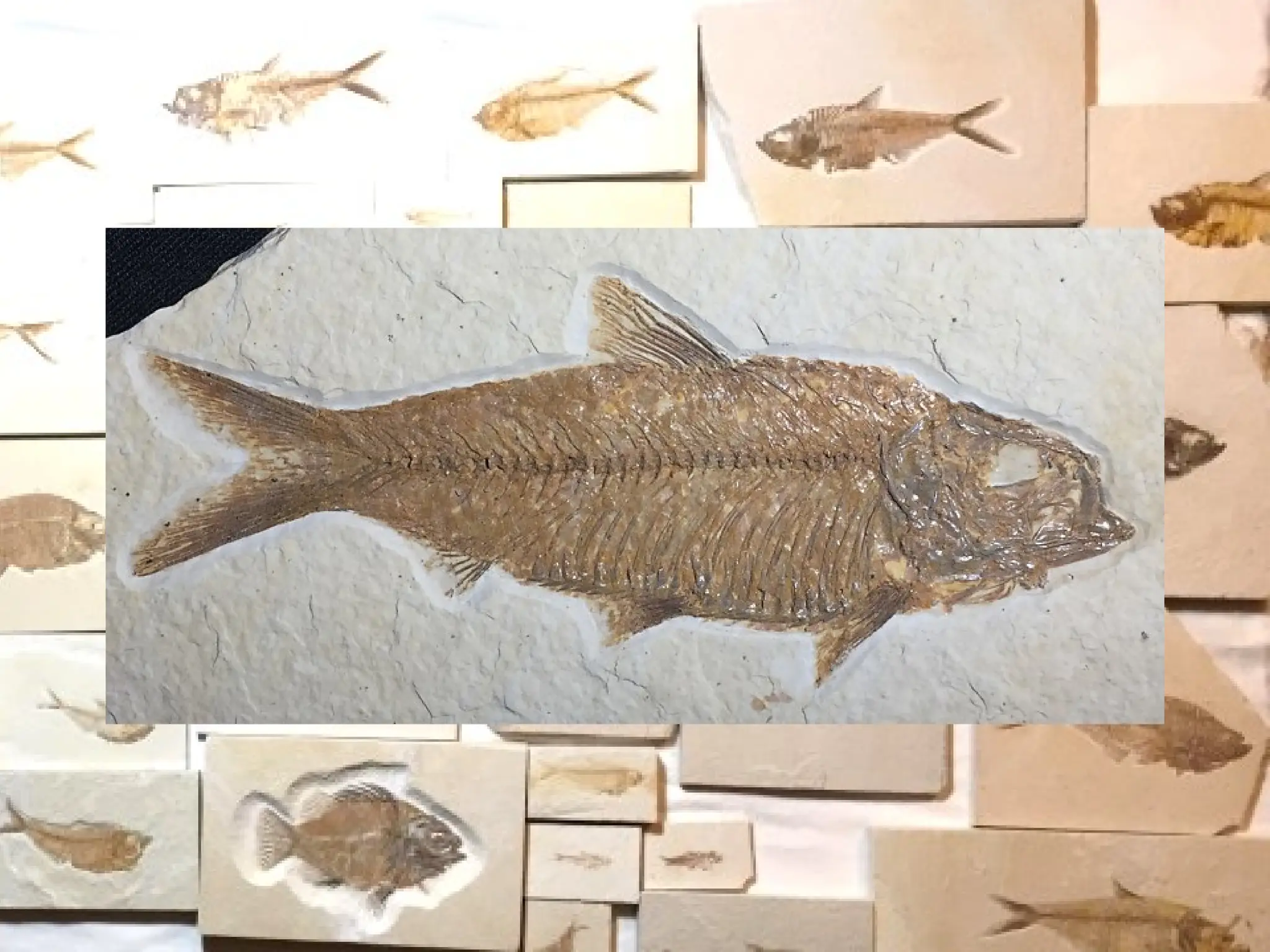 Paleogene, Neogene e Quaternario: il regno dei mammiferi | PPT