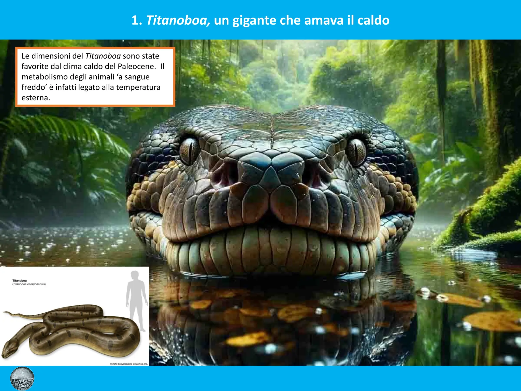 Paleogene, Neogene e Quaternario: il regno dei mammiferi | PPT