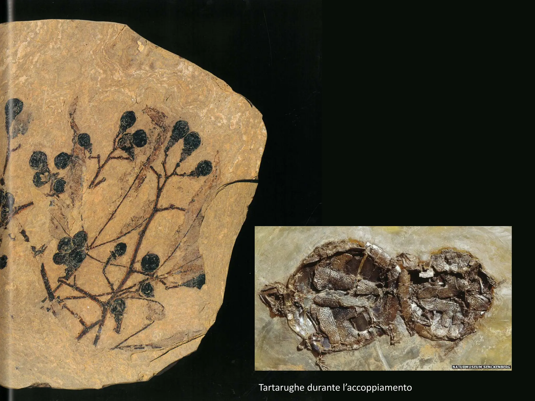 Paleogene, Neogene e Quaternario: il regno dei mammiferi | PPT