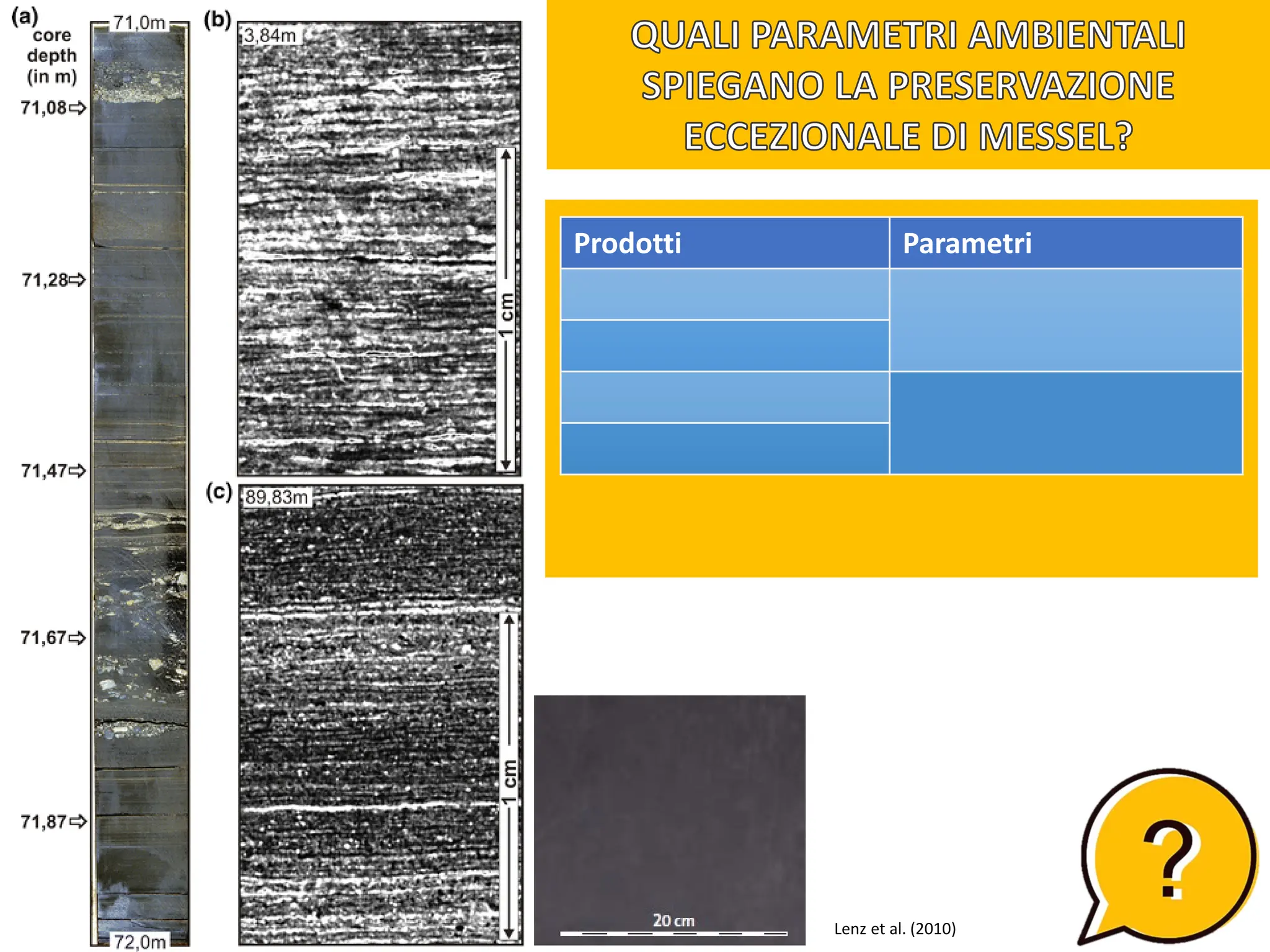 Paleogene, Neogene e Quaternario: il regno dei mammiferi | PPT