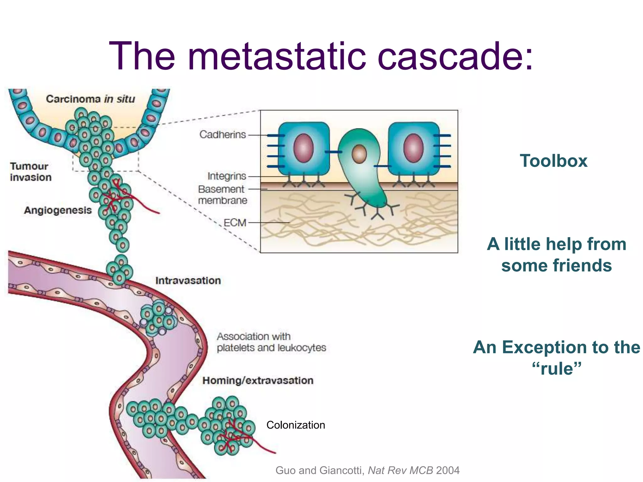 Metastatic Breast Cancer and The Tumor Microenvironment | PPTX