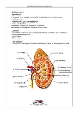 11125835 apostila-anatomia-sistema-urinario | PDF