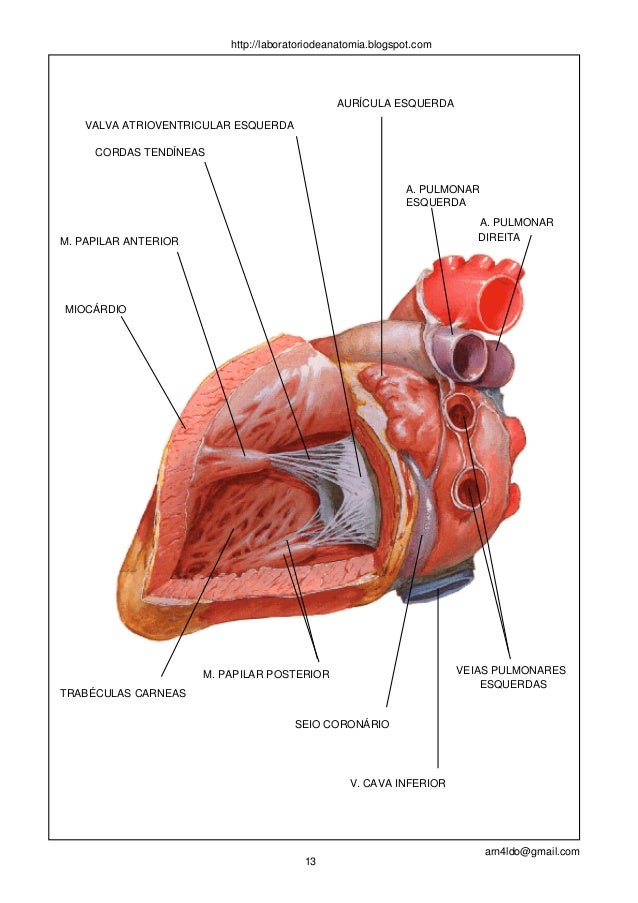 11126120 apostila-anatomia-sistema-circulatorio