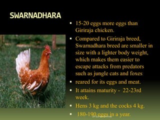 New colored feathered birds developed for meat and egg production for ...