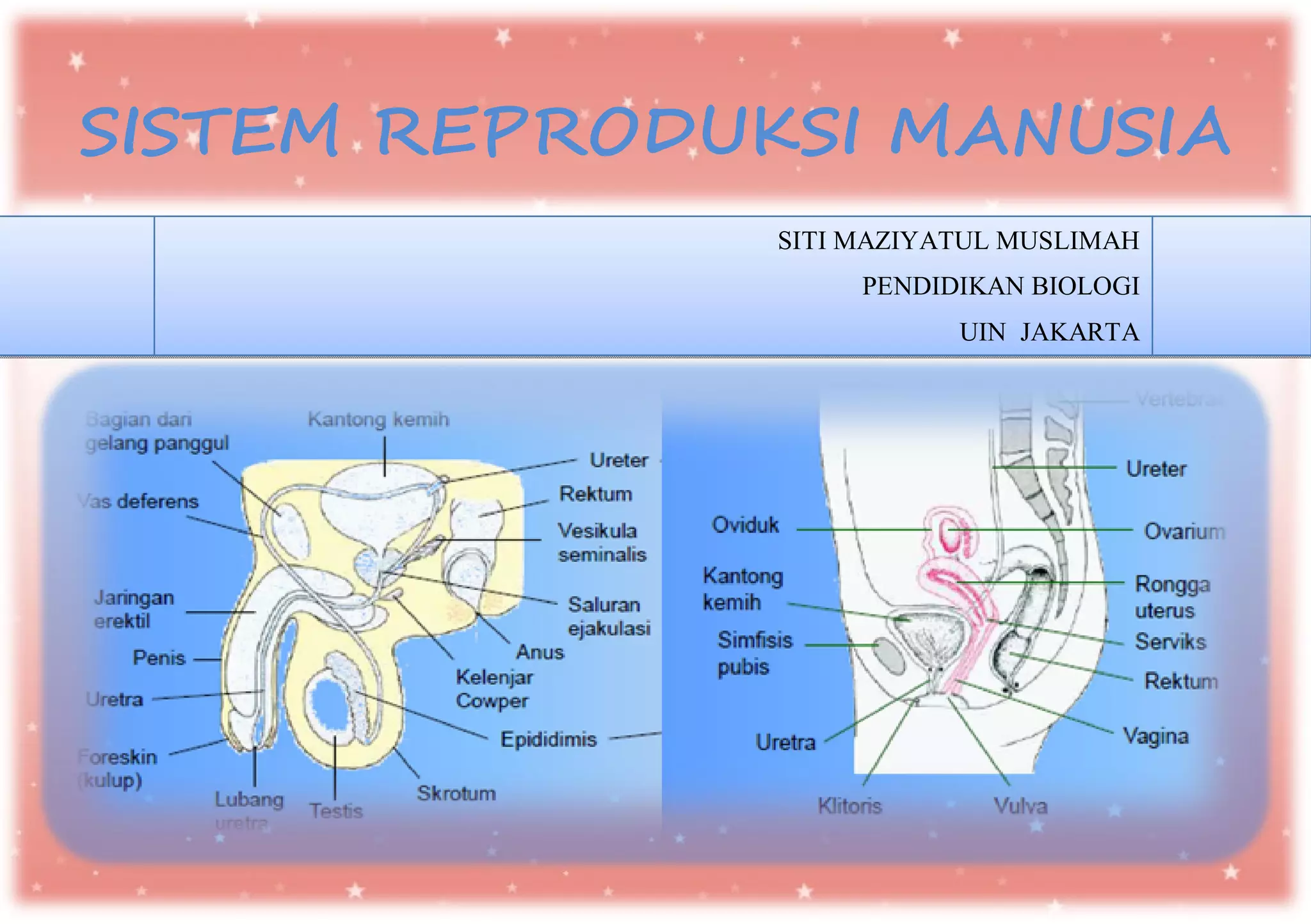 Sistem Reproduksi Manusia | PDF