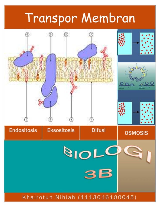Transport Membrane Booklet | PDF