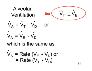 11.17.08(a): Alveolar Ventilation | PDF
