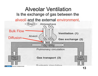 11.17.08(a): Alveolar Ventilation | PDF