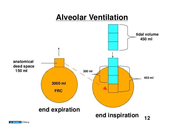 11.17.08(a): Alveolar Ventilation 11.17.08(a): Alveolar Ventilation