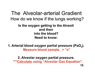 11.17.08(b): Alveolar Ventilation II | PDF | Lung and Respiratory ...
