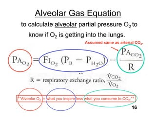 11.17.08(b): Alveolar Ventilation II | PDF