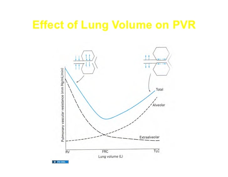 11.17.08(c): Pulmonary Blood Flow