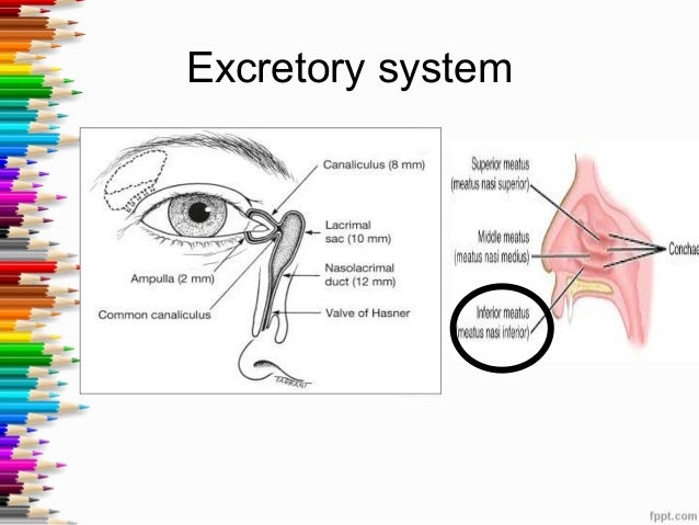 lacrimal system
