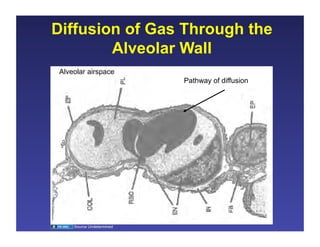 11.18.08(c): Diffusion of Gases | PDF