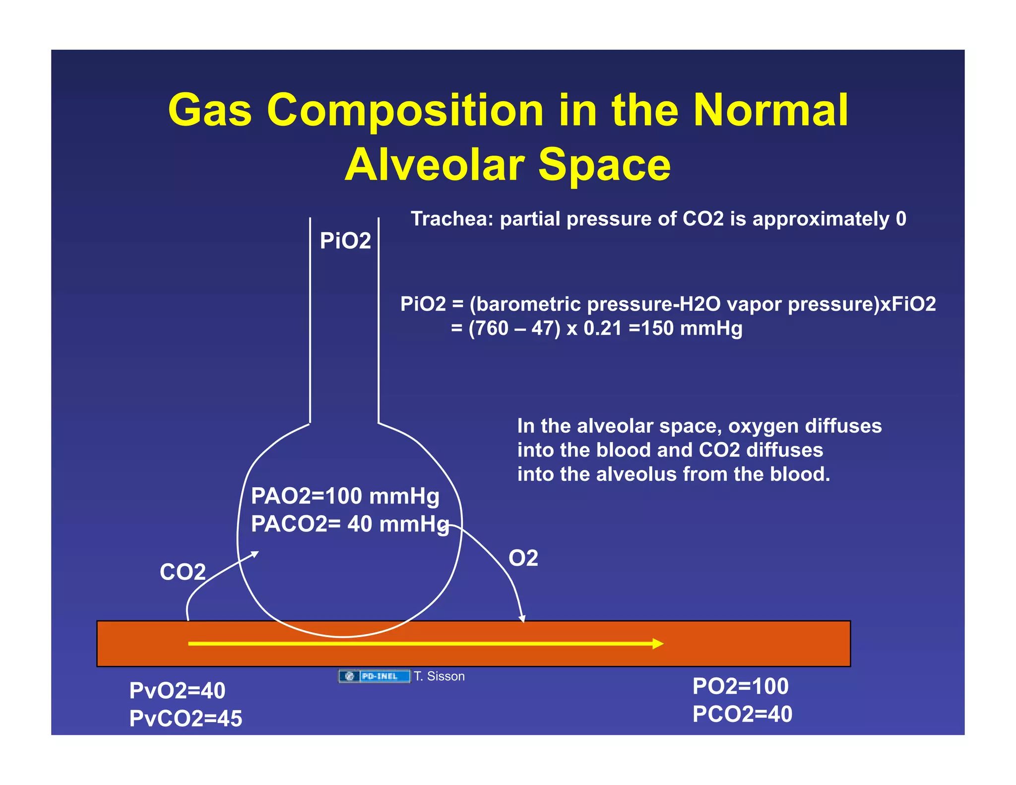 11.19.08: Ventilation/Perfusion Matching | PDF