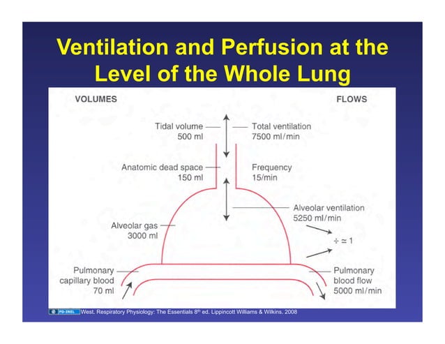 11.19.08: Ventilation/Perfusion Matching | PDF | Lung and Respiratory ...