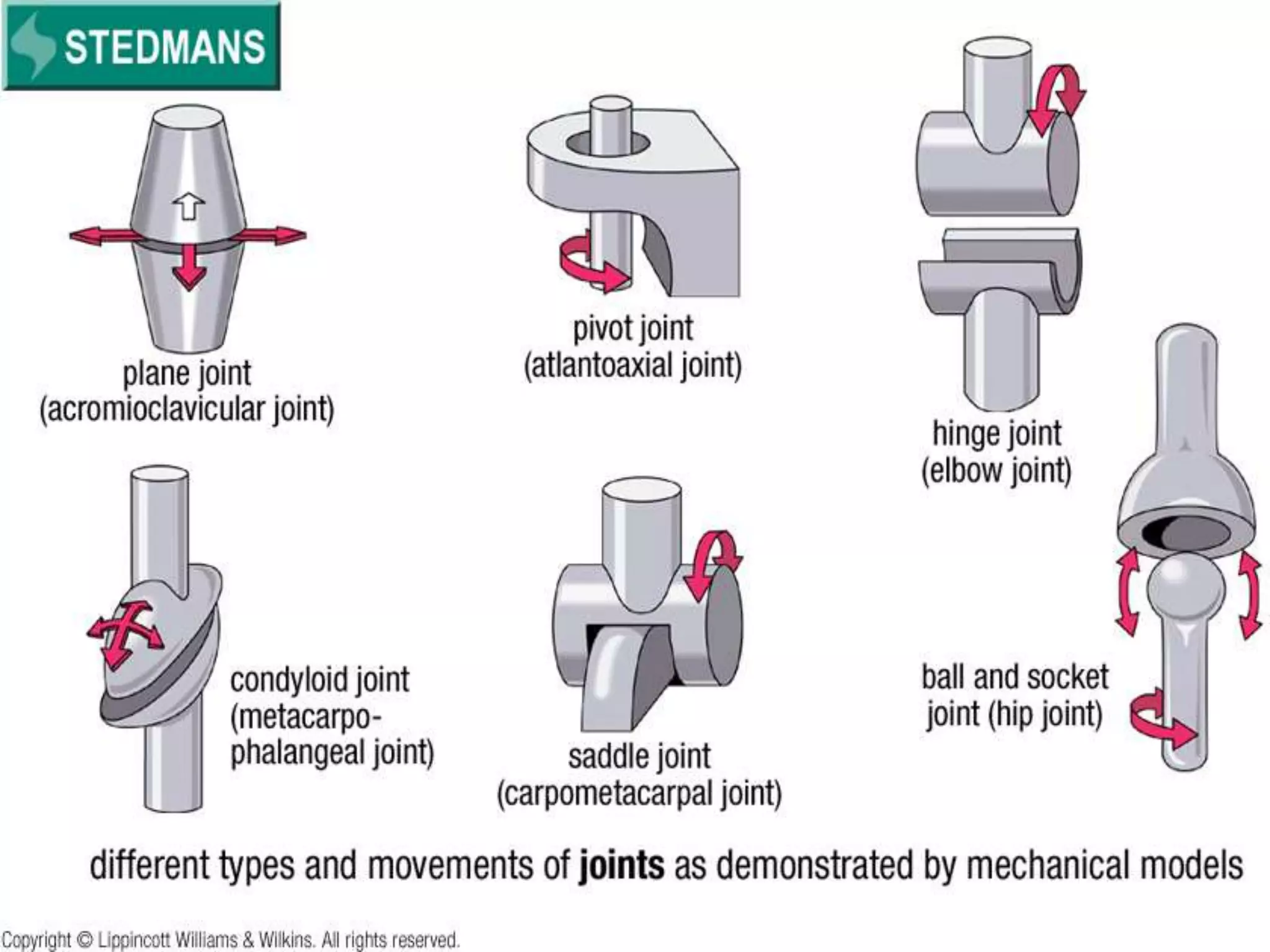 Introduction to Clinically Oriented Anatomy-Joints | PPT