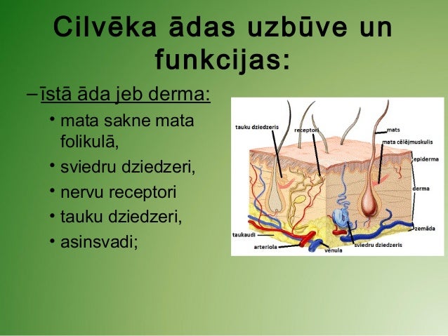 Vielu Izvadīšana Ādas Uzbūve Un Funkcijas11 29 Izvadiisanaaada
