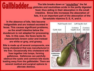 113-Digestion.ppt