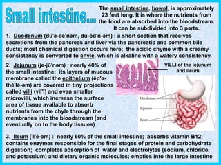 113-Digestion.ppt