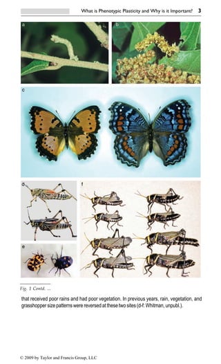 Phenotypic Plasticity Of Insects Mechanisms And Consequences Douglas ...