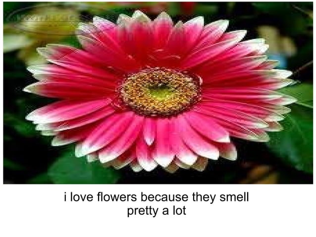 Untitled Presentation | PPT