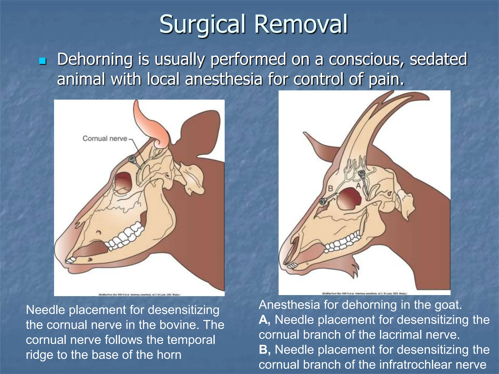 Dehorning-Cornuectomy-in-Large-Animal.ppt