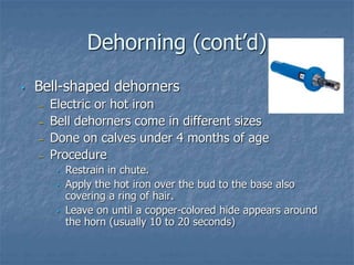 Dehorning-Cornuectomy-in-Large-Animal.ppt