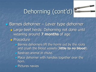 Dehorning-Cornuectomy-in-Large-Animal.ppt
